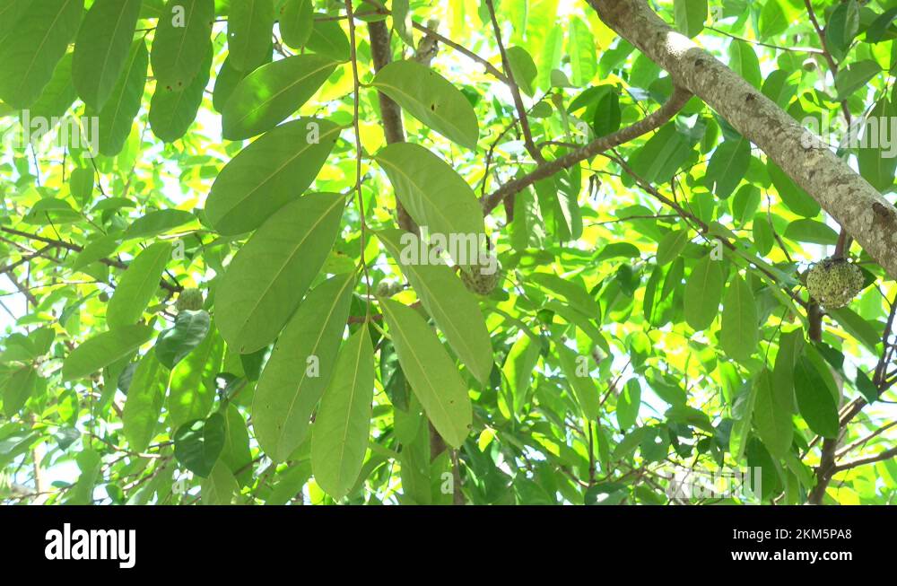 The broadleaf foliage of the Soursop tree aka Guyabano. The fruit is ...