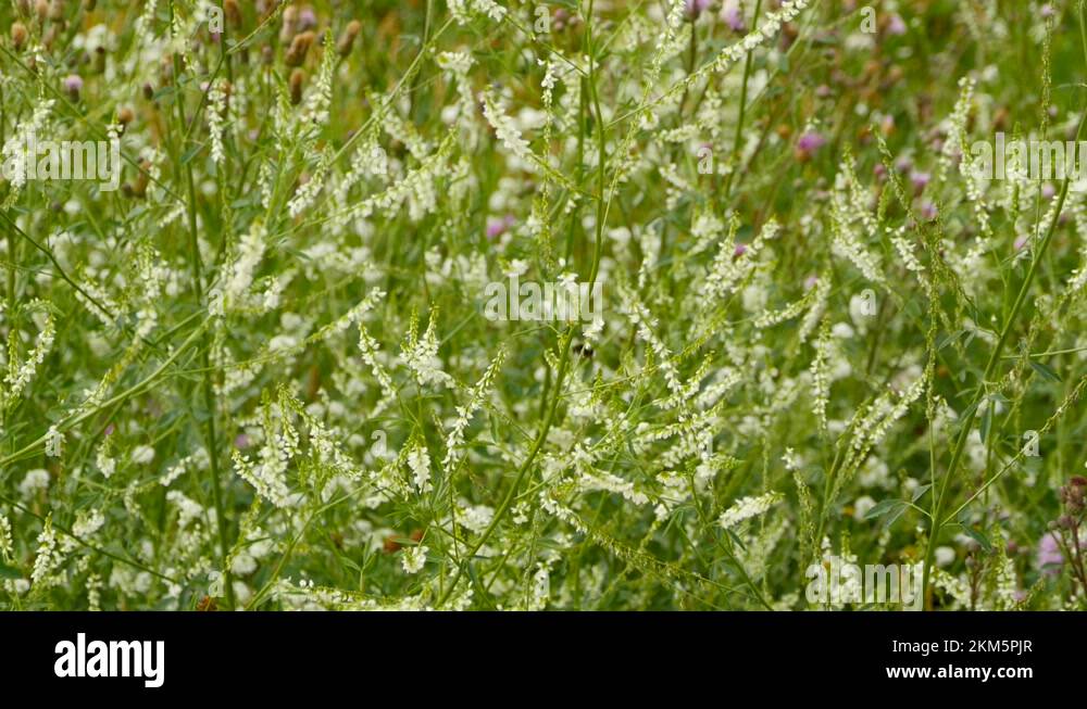 Wild wildflowers Stock Videos & Footage - HD and 4K Video Clips - Alamy