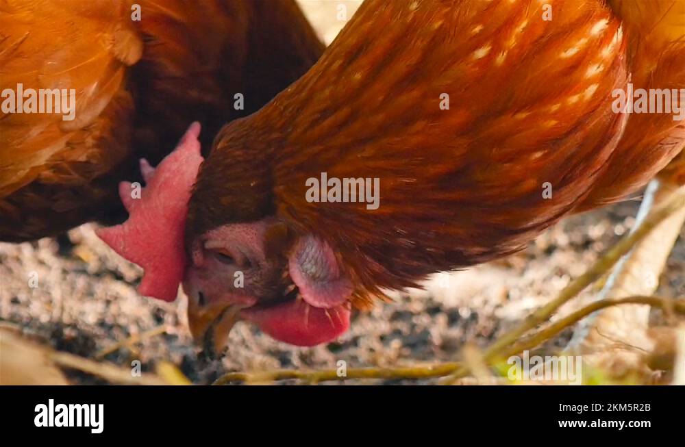 Country chicken pecks the ground. Close-up. HD Stock Video Footage - Alamy