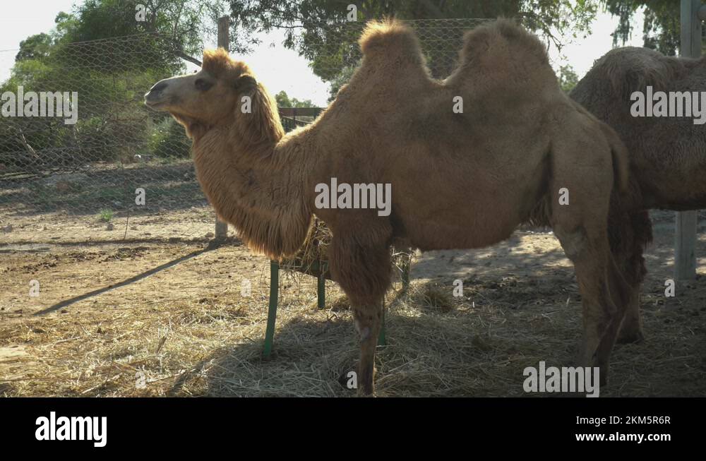 Sky animals Stock Videos & Footage - HD and 4K Video Clips - Alamy