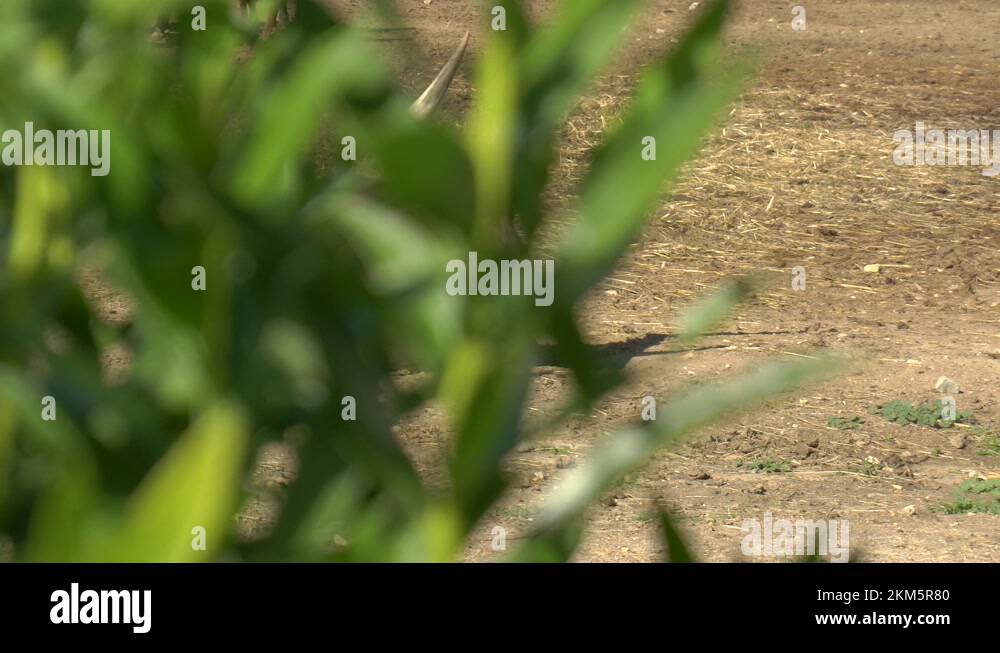 African cow lies on the ground. View of the cow from behind the bush. Cow in the Stock Video ...