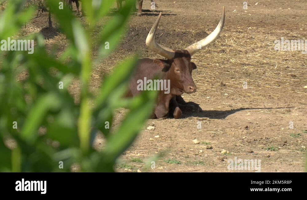 African cow lies on the ground. View of the cow from behind the bush ...