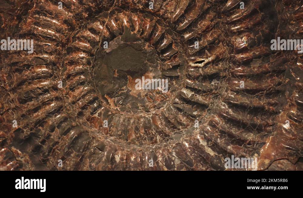 Prehistoric geometry Stock Videos & Footage - HD and 4K Video Clips - Alamy