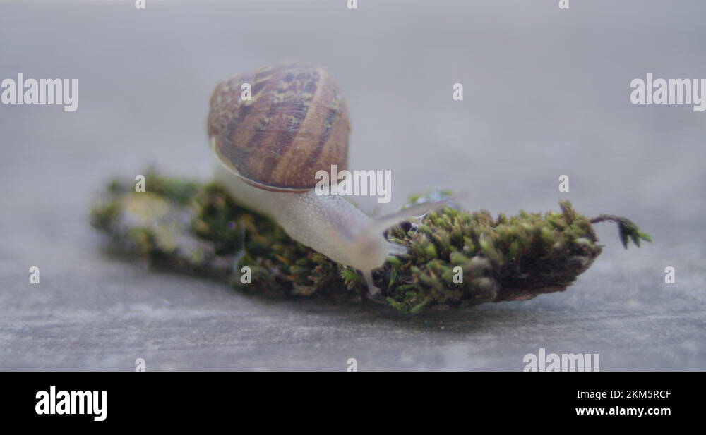 Snailtrail Stock Videos & Footage - HD and 4K Video Clips - Alamy