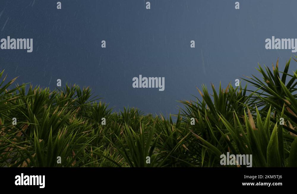 Rain palm tree Stock Videos & Footage - HD and 4K Video Clips - Alamy