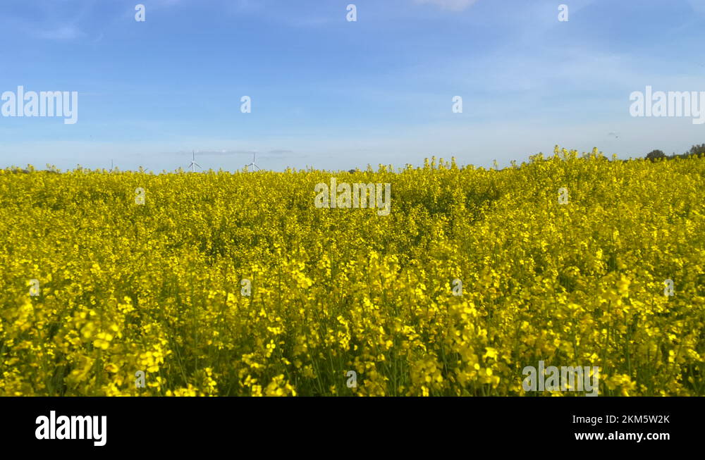 Canola oil seed field Stock Videos & Footage - HD and 4K Video Clips ...