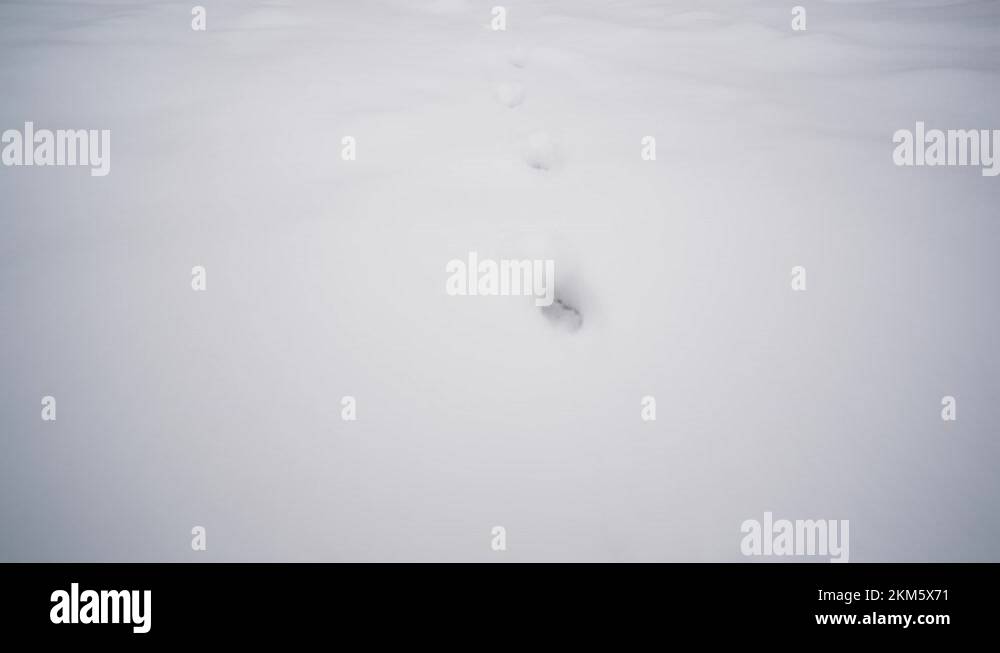Fox tracks Stock Videos & Footage - HD and 4K Video Clips - Alamy