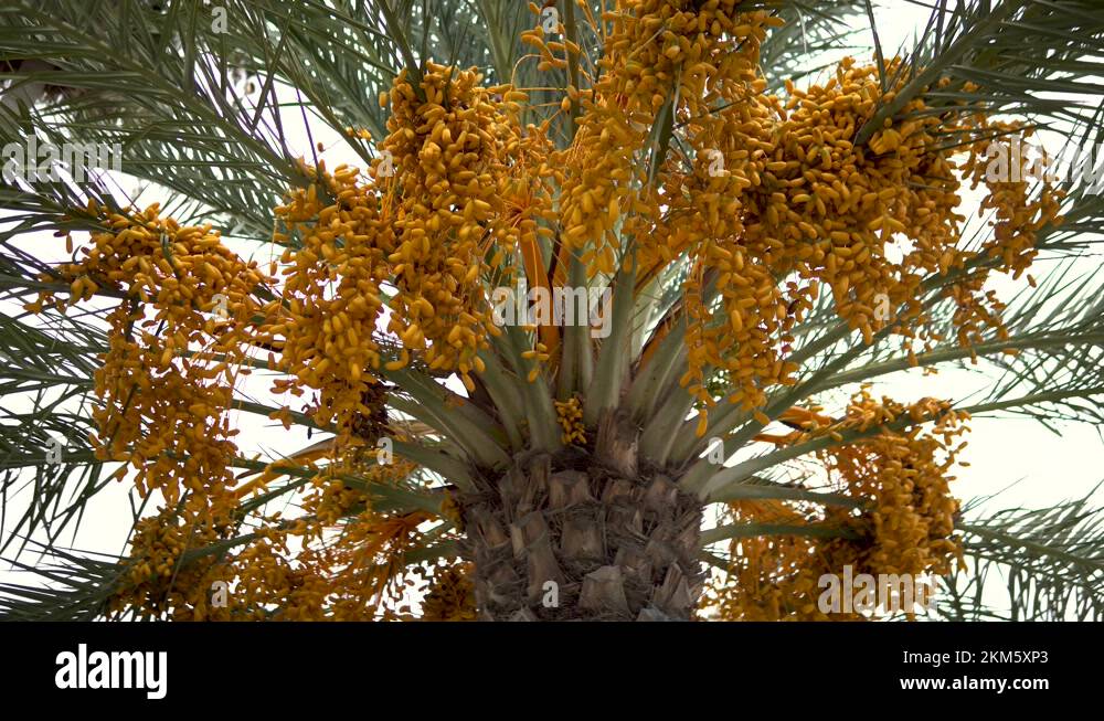 Dates stem Stock Videos & Footage - HD and 4K Video Clips - Alamy
