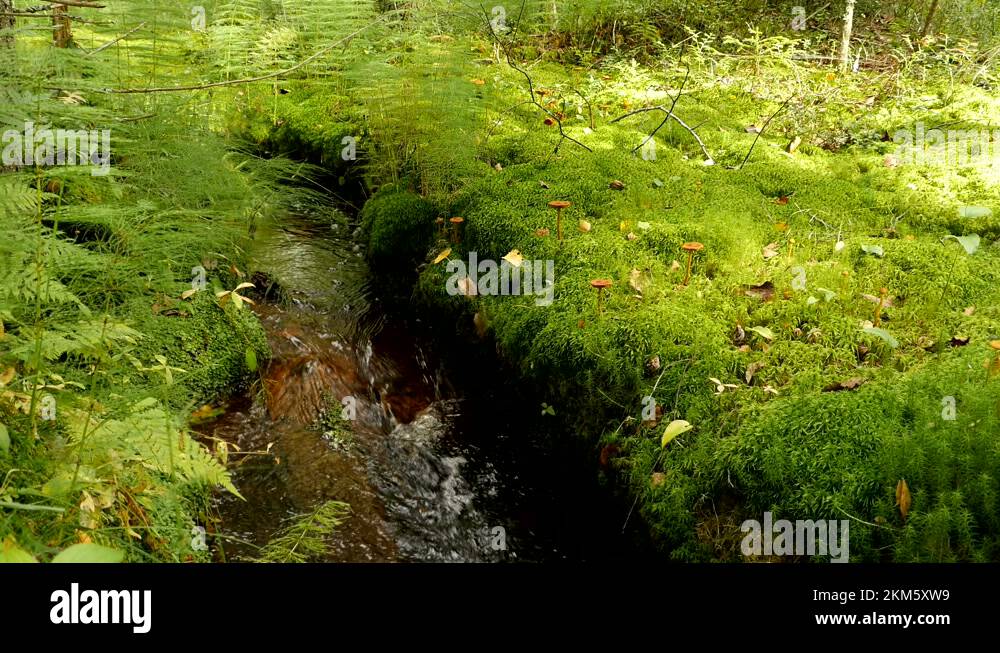 Cold moss Stock Videos & Footage - HD and 4K Video Clips - Alamy
