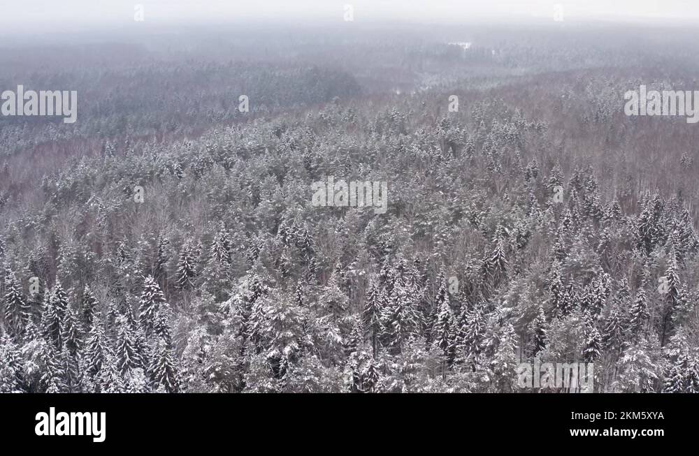 Air forest Stock Videos & Footage - HD and 4K Video Clips - Alamy