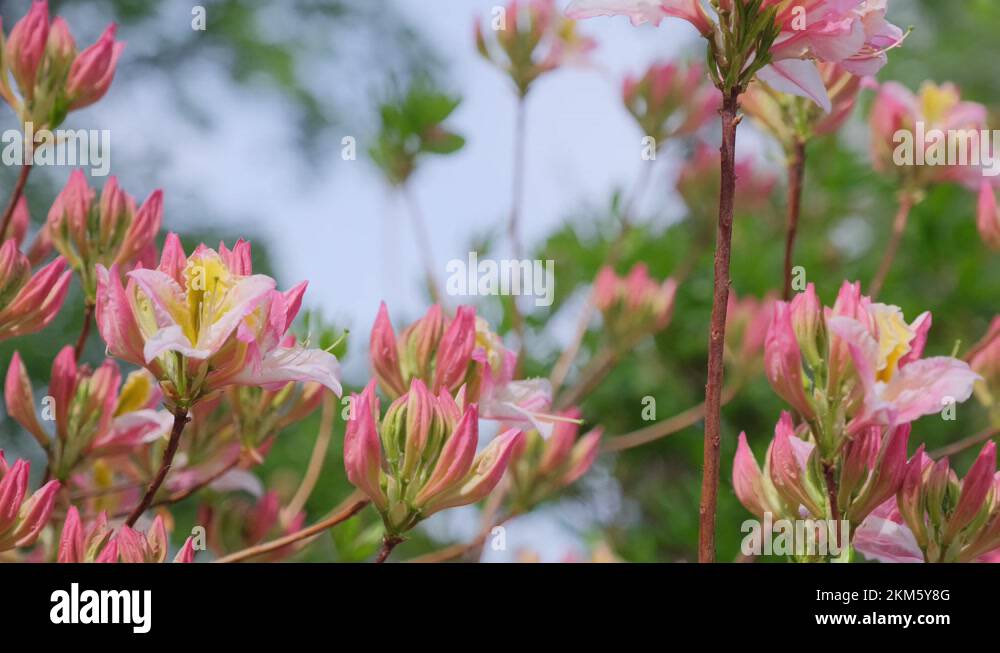 Rosy pink flowers Stock Videos & Footage - HD and 4K Video Clips - Alamy
