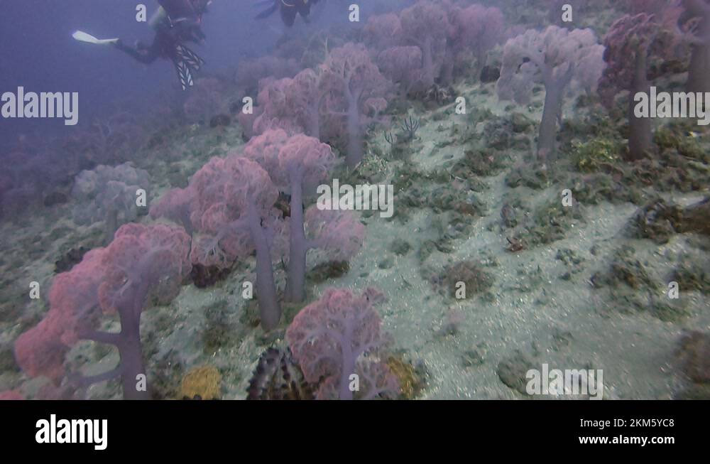 Scuba divers looking marine animals Stock Videos & Footage - HD and 4K ...