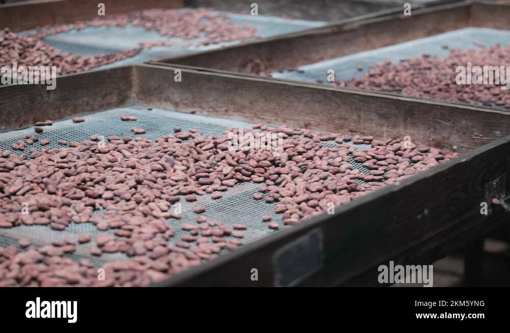 Cacao beans farmer Stock Videos & Footage - HD and 4K Video Clips - Alamy