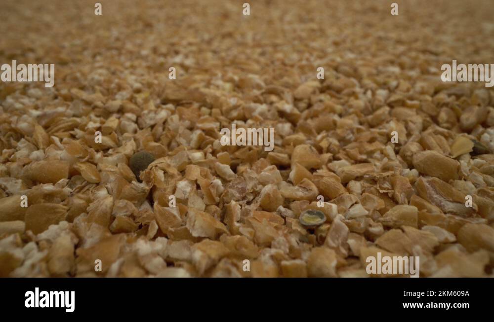 Acorns from an oak tree mWheat grit close-up. Wheat porridge moving ...