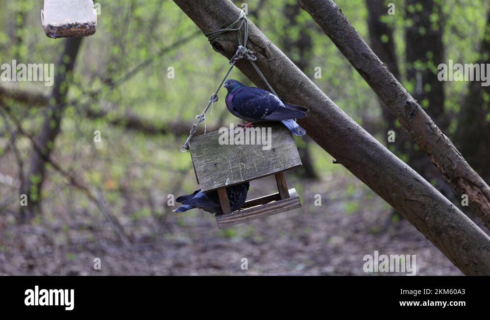 The Pigeons In The Tree Feeder Got Scared And Flew Away. In The City ...