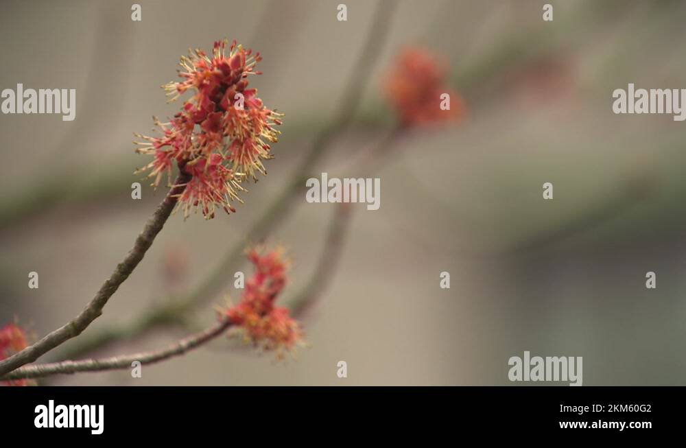 Trigger flower Stock Videos & Footage - HD and 4K Video Clips - Alamy