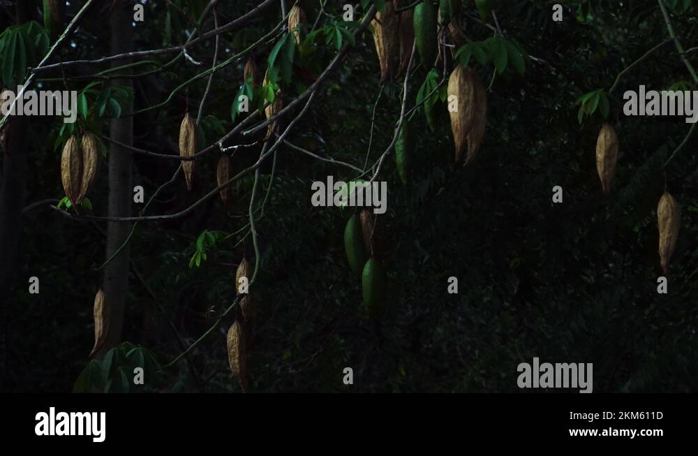 Samauma tree Stock Videos & Footage - HD and 4K Video Clips - Alamy