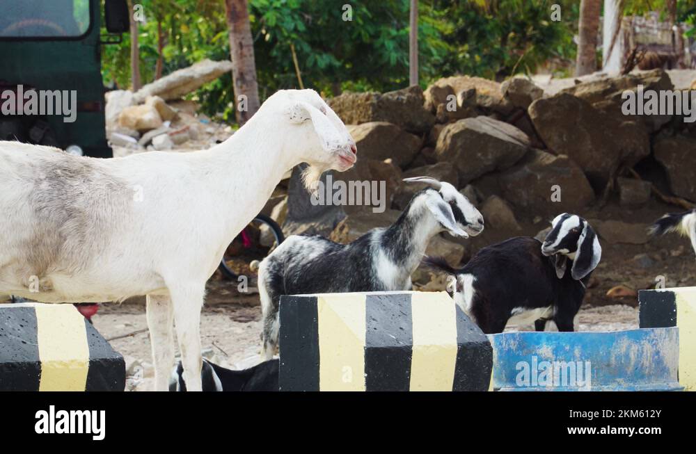 Goat dairy farming Stock Videos & Footage - HD and 4K Video Clips - Alamy