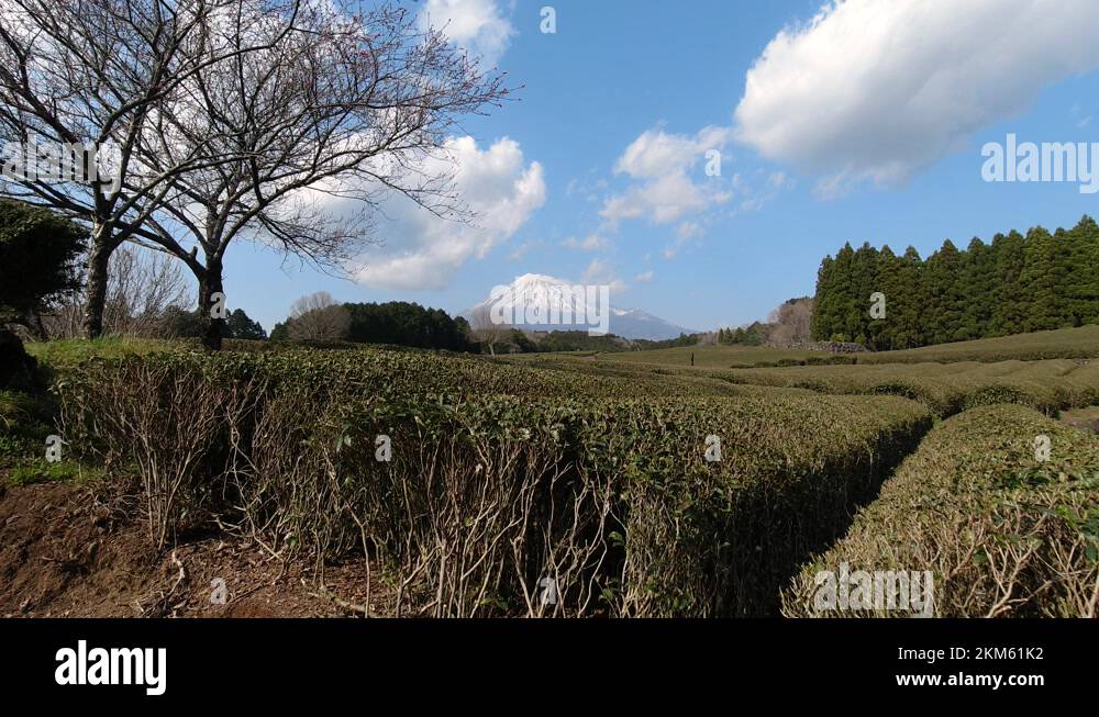 Handheld view of green tea fields with rows of tea and Mount Fuji Stock ...