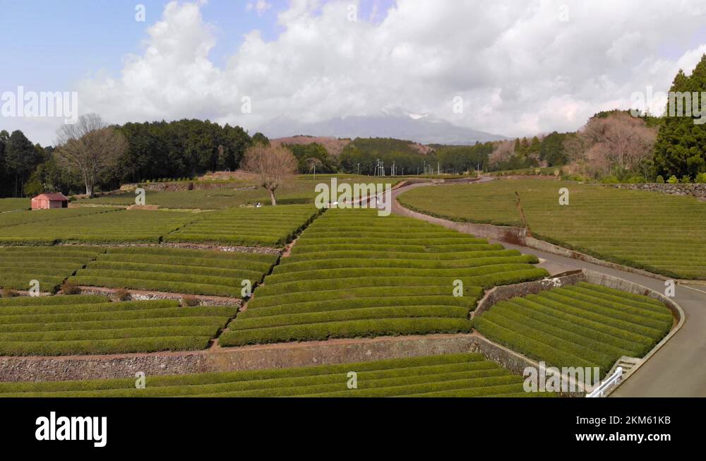 Tea fields in japan Stock Videos & Footage - HD and 4K Video Clips - Alamy