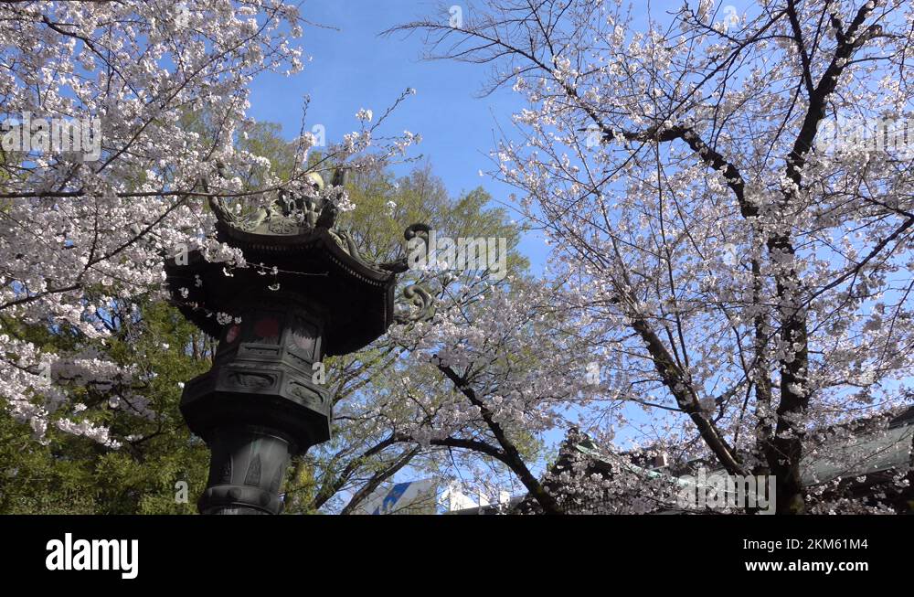 Stunning pan across typical stone pillar and Sakura trees in Japanese ...