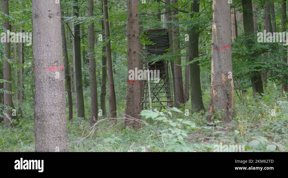 Stand of beech trees Stock Videos & Footage - HD and 4K Video Clips - Alamy