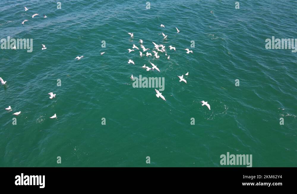 Flying fish and tuna Stock Videos & Footage - HD and 4K Video Clips - Alamy