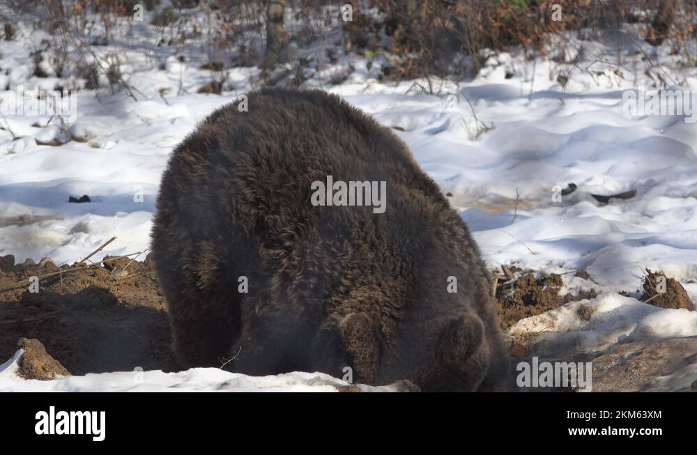 Bear den hibernation Stock Videos & Footage - HD and 4K Video Clips - Alamy