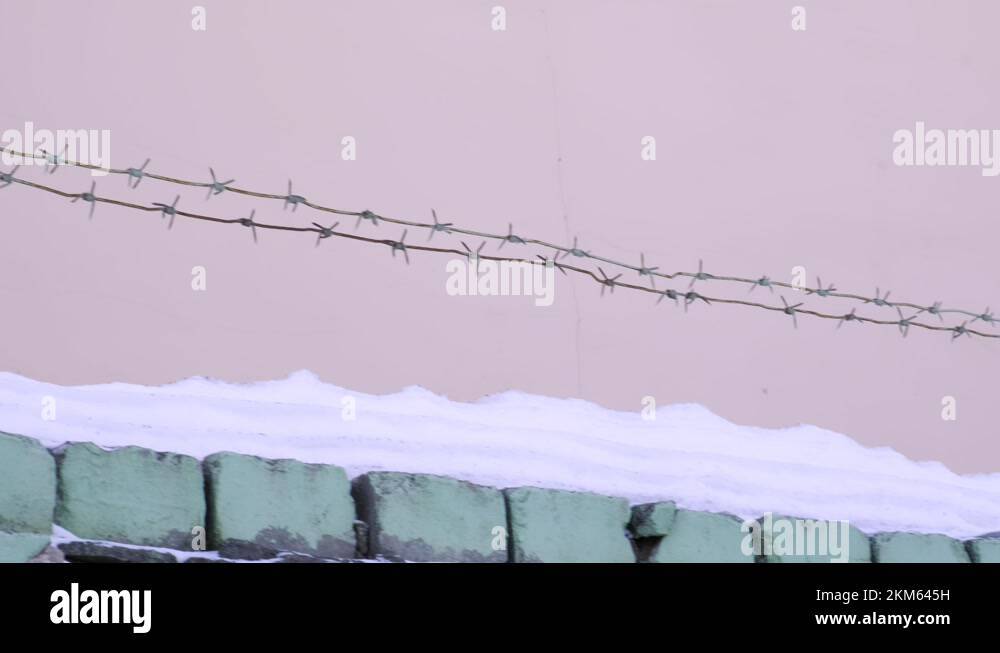 prison barbed wire over brick fence against pink wall. incarceration ...