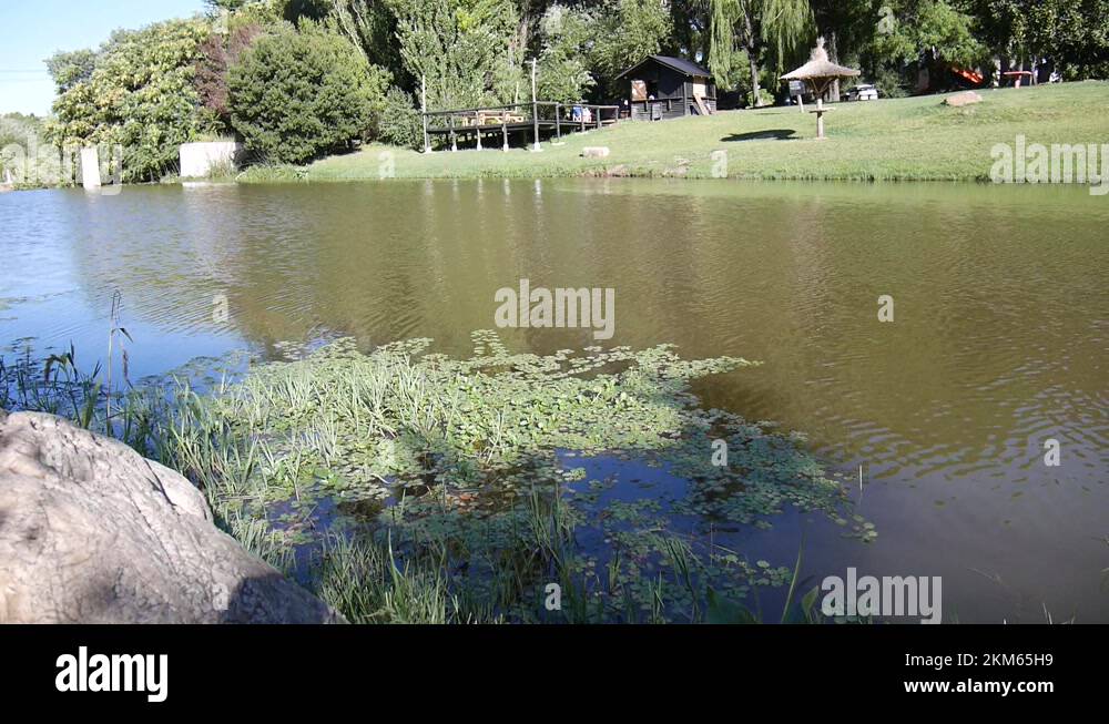 Lake in pine park Stock Videos & Footage - HD and 4K Video Clips - Alamy