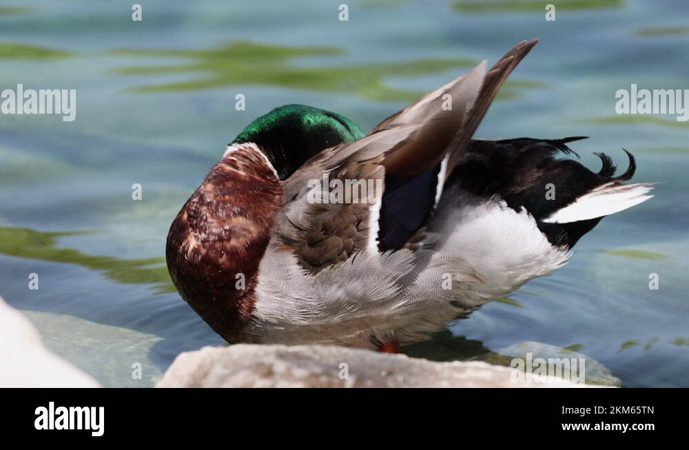 Duck drinking water from pond animal wildlife Stock Videos & Footage ...