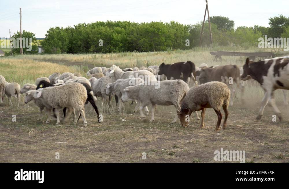 Farm sheep cows Stock Videos & Footage - HD and 4K Video Clips - Alamy