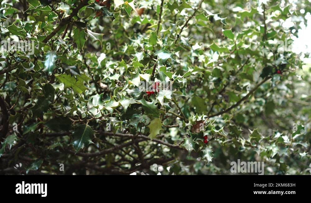 Holly ilex aquifolium tree Stock Videos & Footage - HD and 4K Video ...