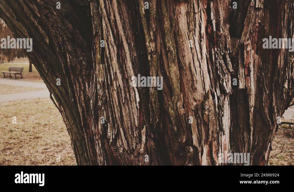 Tree textures Stock Videos & Footage - HD and 4K Video Clips - Alamy