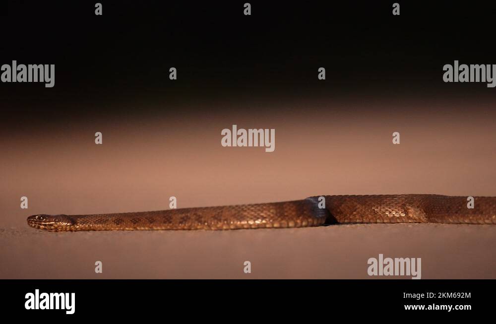 Snakes of the mangroves Stock Videos & Footage - HD and 4K Video Clips ...