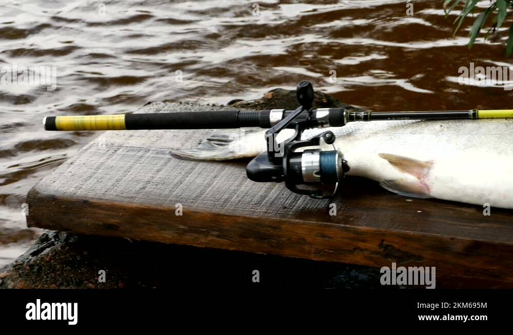 Bass fish trophy Stock Videos & Footage - HD and 4K Video Clips - Alamy