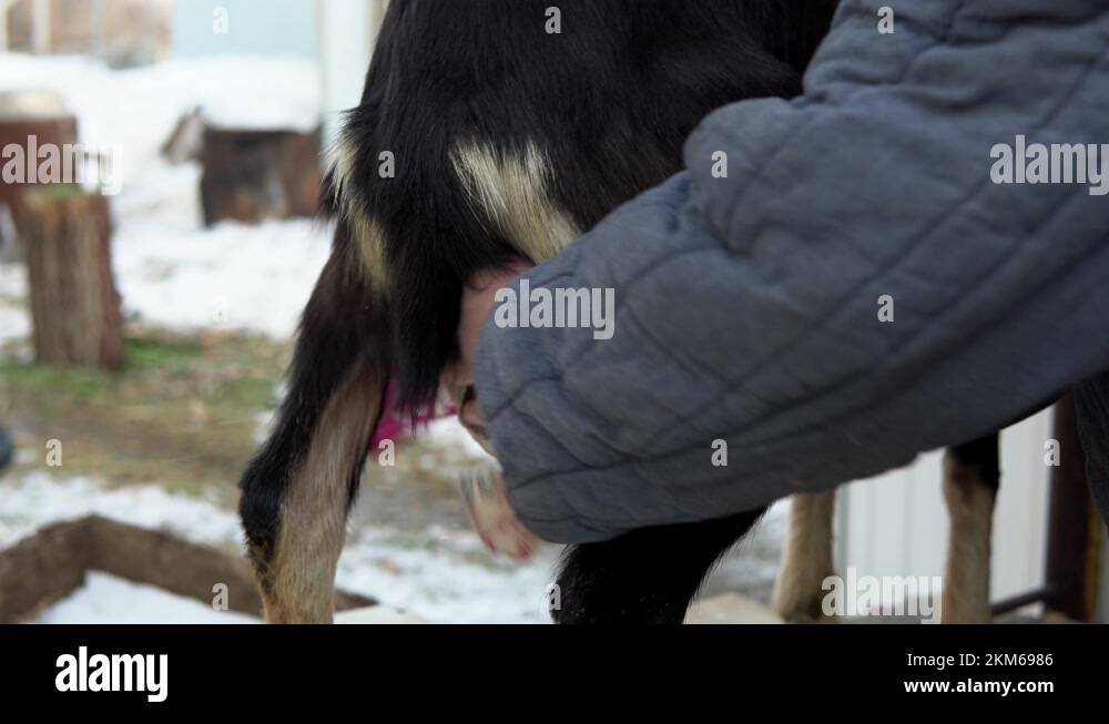 Udder goats Stock Videos & Footage - HD and 4K Video Clips - Alamy