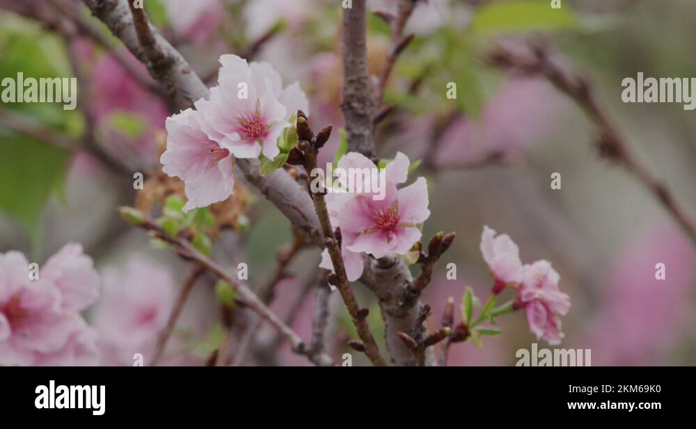 Pink sakura flower cherry blossom Stock Videos & Footage - HD and 4K ...