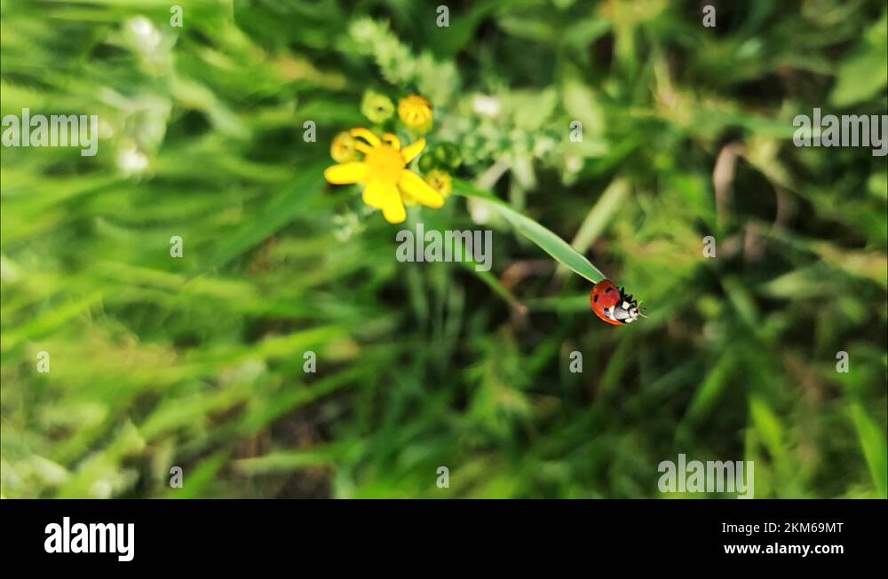 Ladybug in the forest Stock Videos & Footage - HD and 4K Video Clips ...