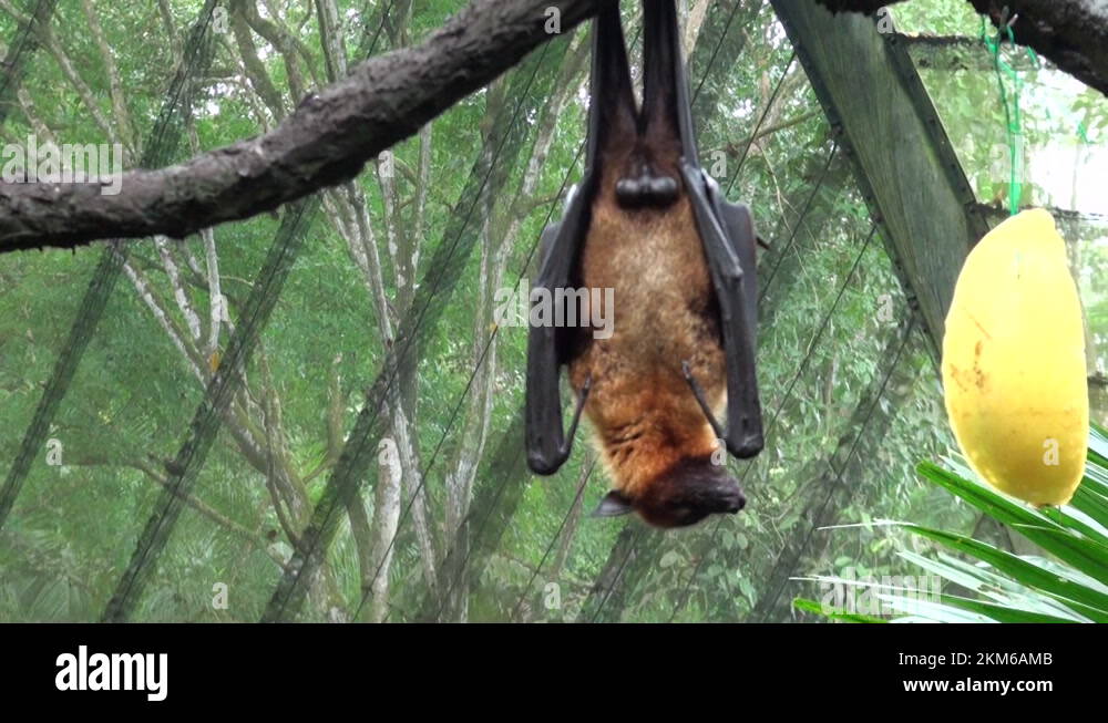 Flying fox, fruit bat, eating fruit hanging upside down from the top of ...