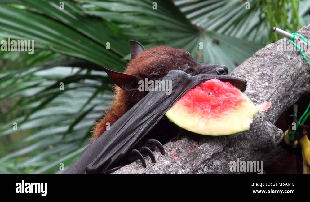 Flying fox, fruit bat, eating fruit hanging upside down from the top of ...