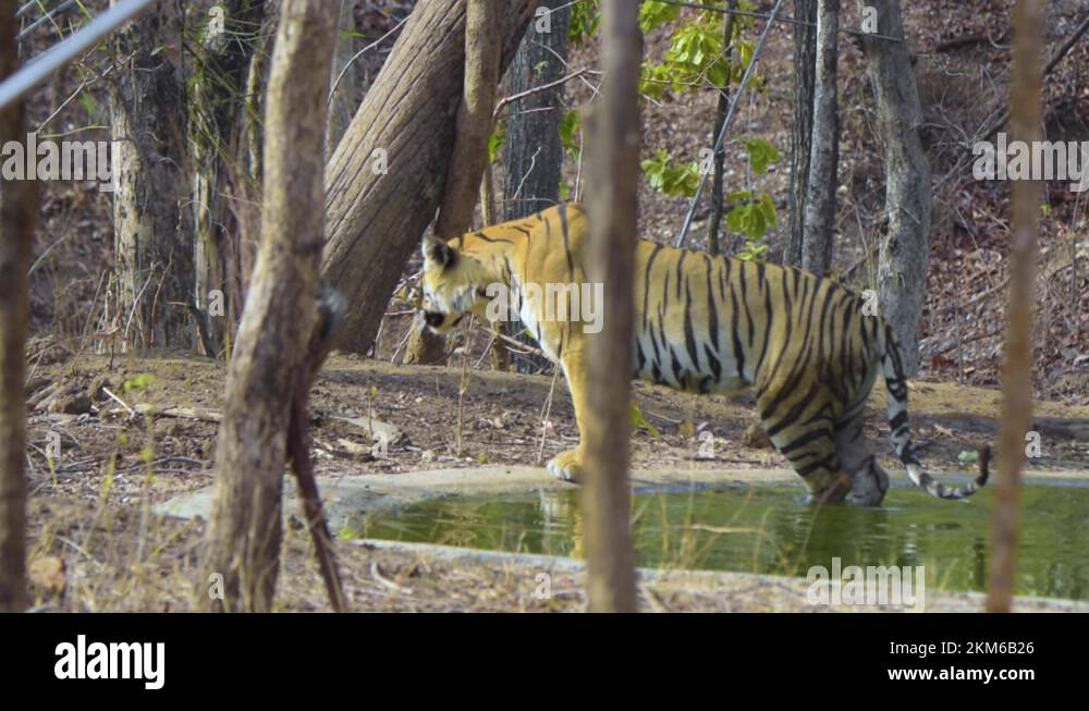 Tiger stepping into the water in Pench, Madhya Pradesh Stock Video ...