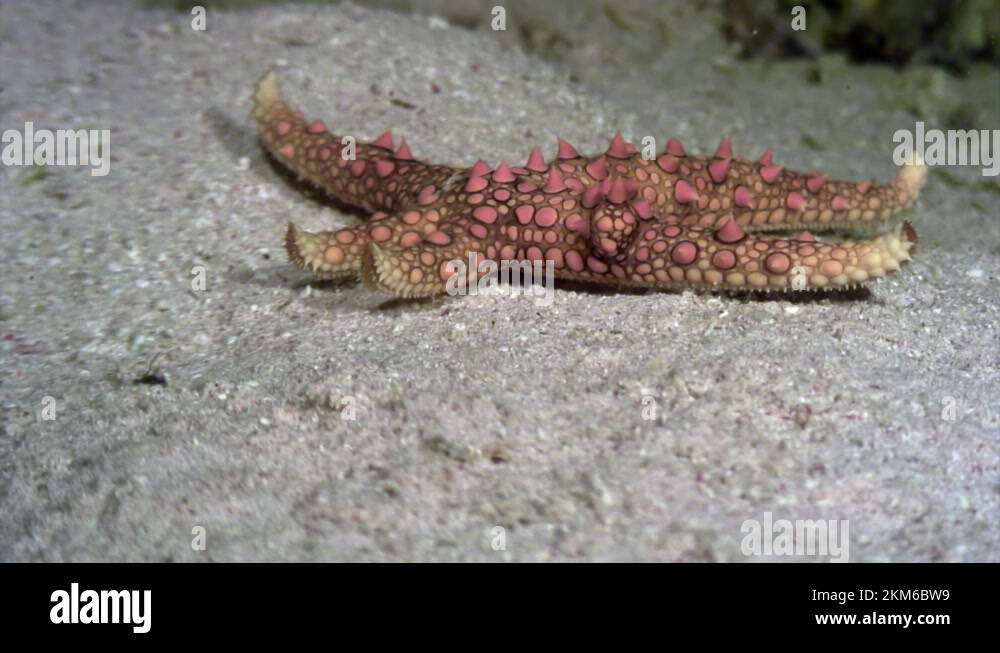 Starfish crawls on the sandy seabed of the Red Sea in search of food ...