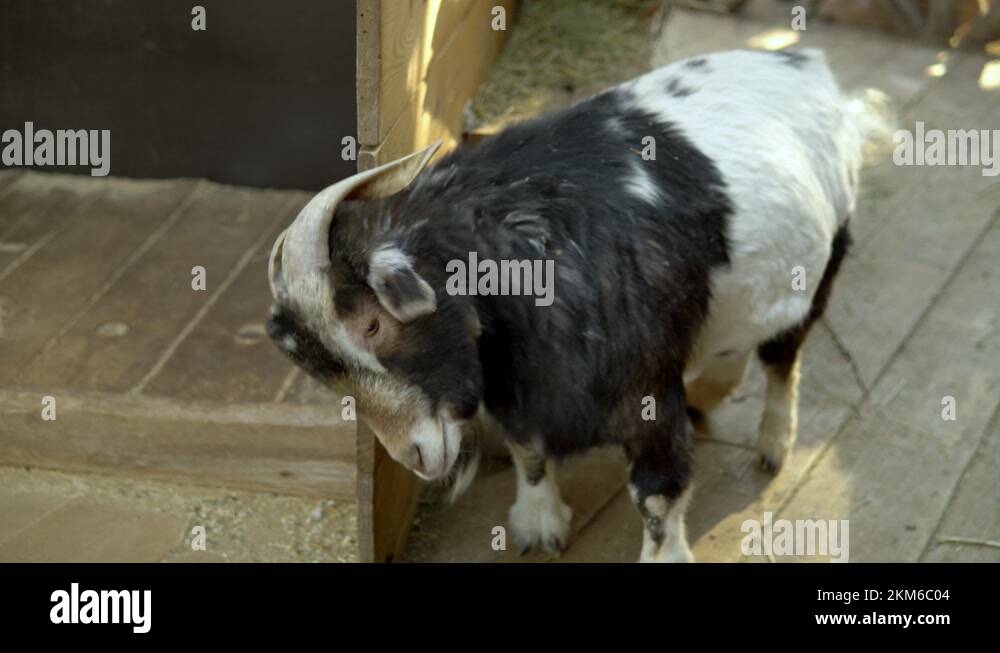 Short goat Stock Videos & Footage - HD and 4K Video Clips - Alamy