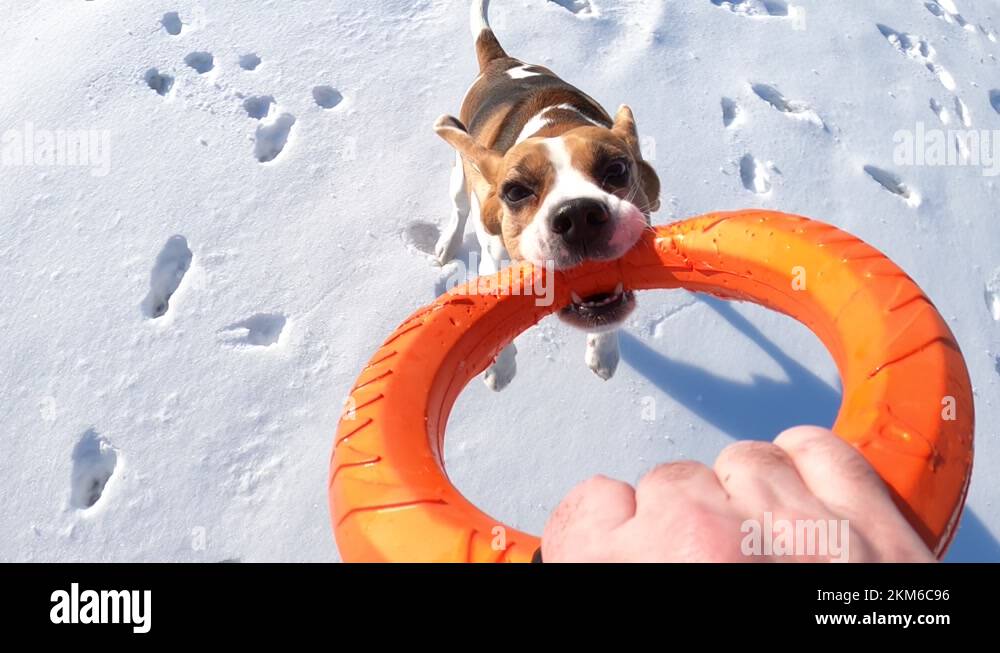 Dog grasp toy by jaws, man lift him up in air and turn around, first ...