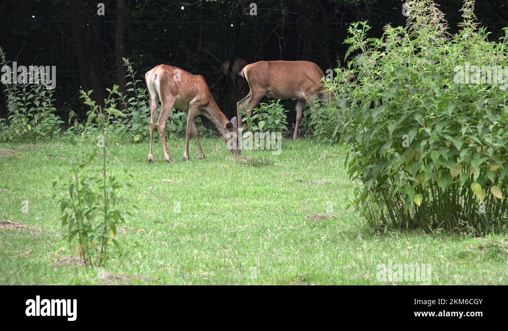 Stag and doe Stock Videos & Footage - HD and 4K Video Clips - Alamy