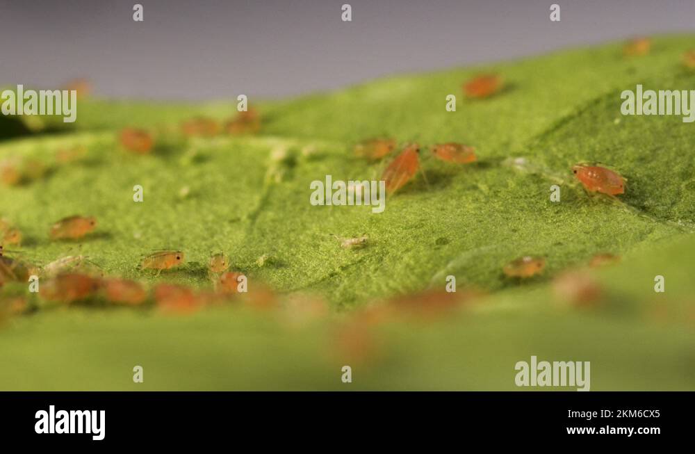 Leaf infested with tiny sap-sucking insects. Pink aphids in different ...