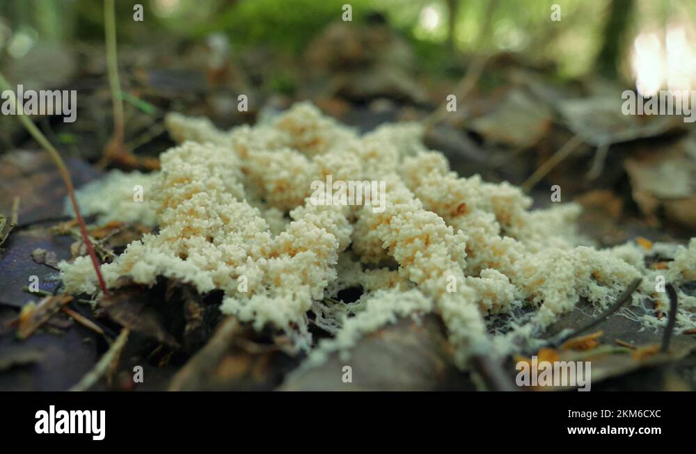 Slimemold Stock Videos & Footage - HD and 4K Video Clips - Alamy