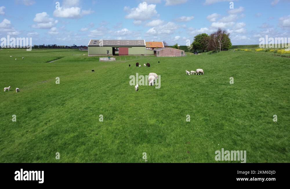 Most beautiful lamb Stock Videos & Footage - HD and 4K Video Clips - Alamy