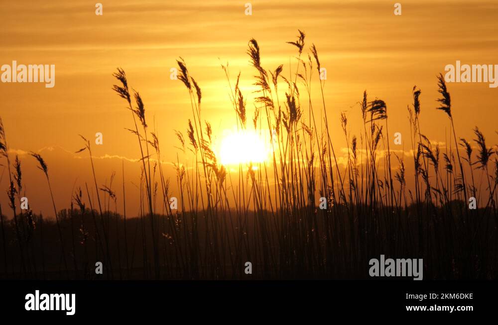 Reed bed sunset Stock Videos & Footage - HD and 4K Video Clips - Alamy